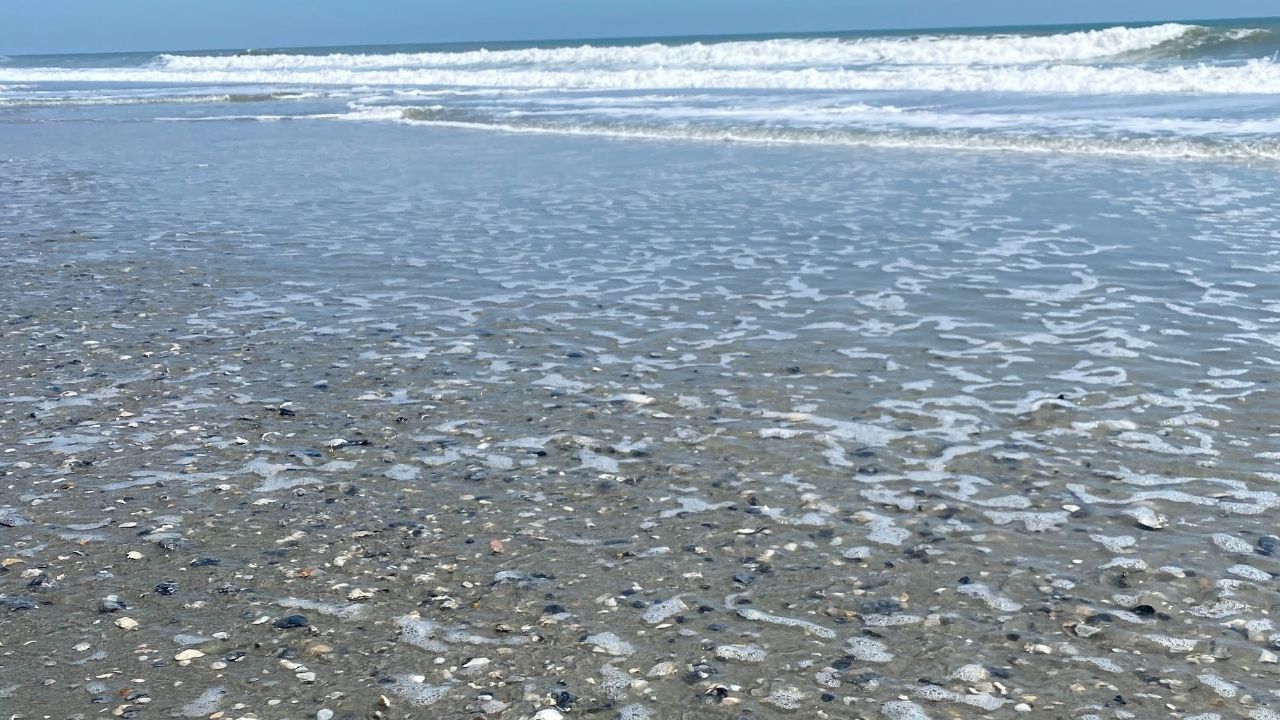 How to Rack Up Shells and Sharks’ Teeth in Myrtle Beach - North Beach ...